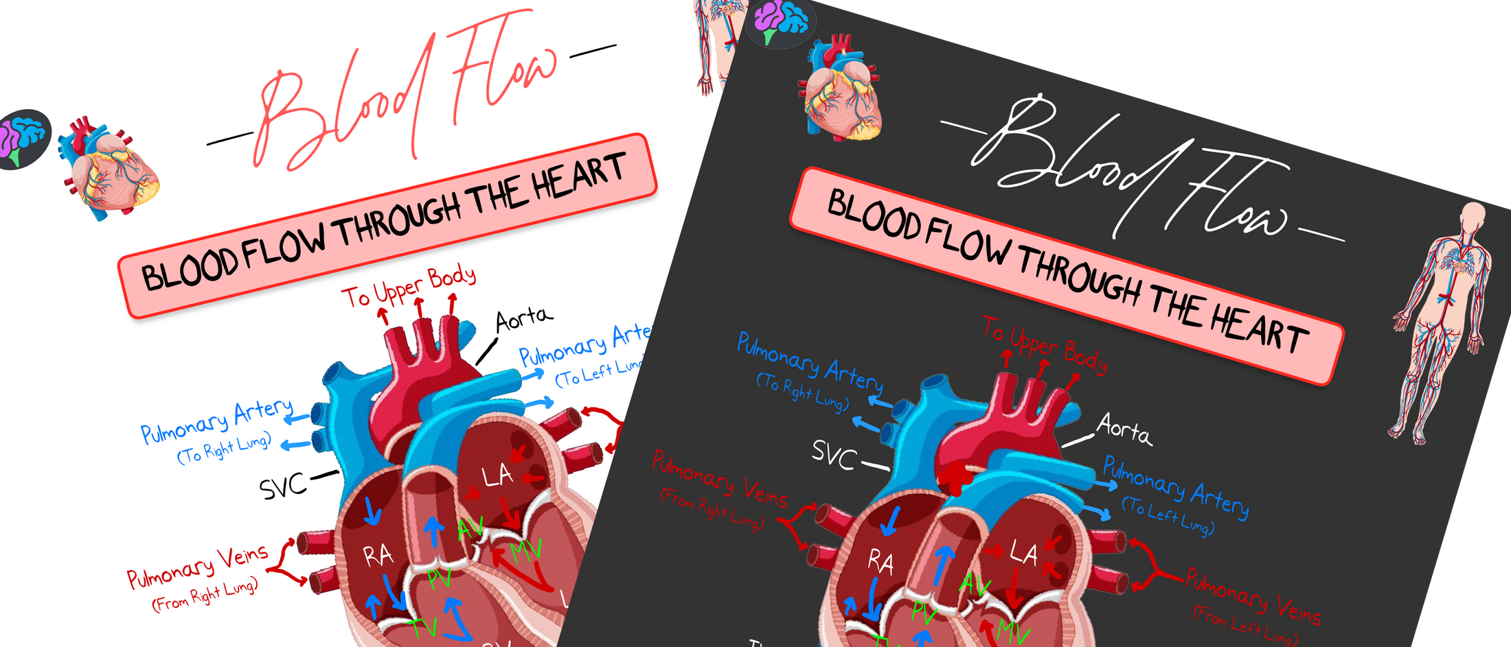Blood Flow Notes (PDF) – ICU Advantage
