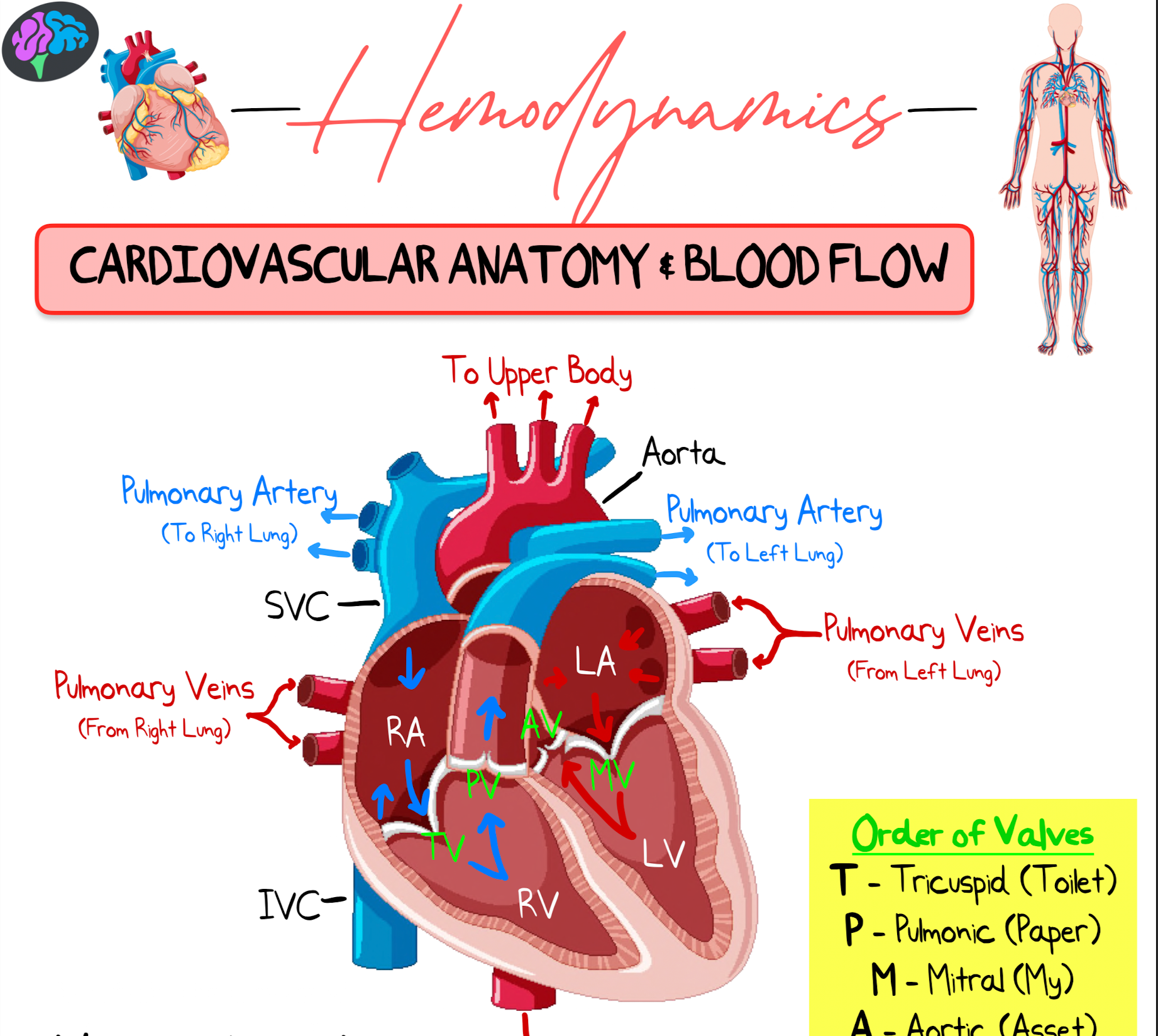 Hemodynamics Principle Notes (PDF) – ICU Advantage